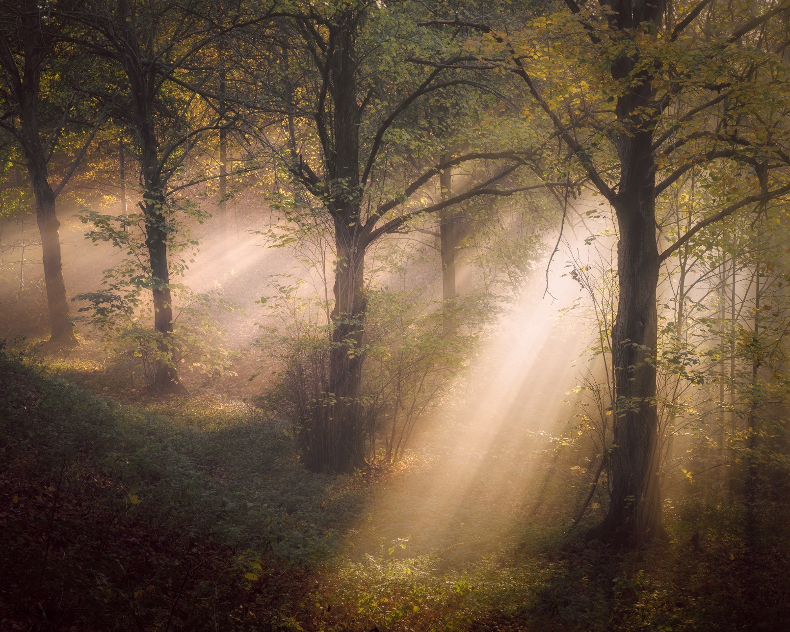 Tim Smalley: "A line of lime trees with some #forest magic in a ...