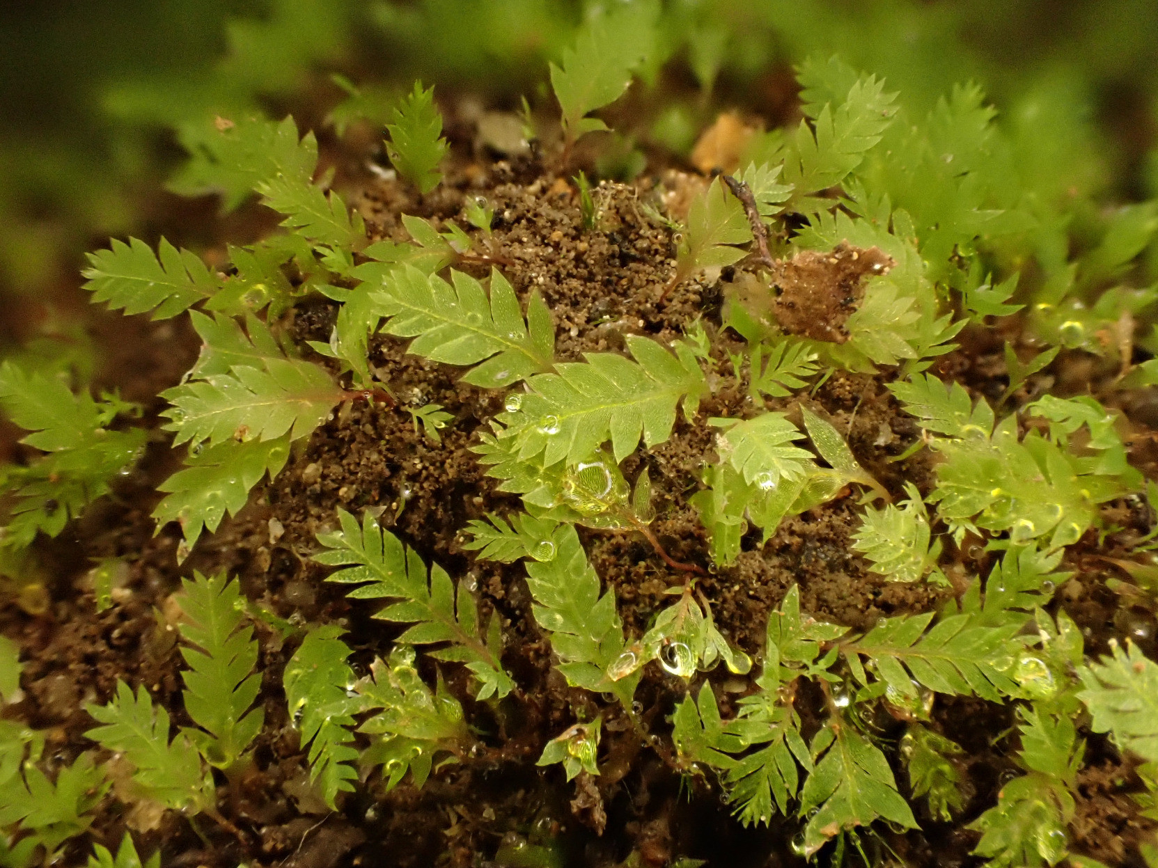 Stefan Gey (@tayloria@mastodon.green) - Mastodon.green