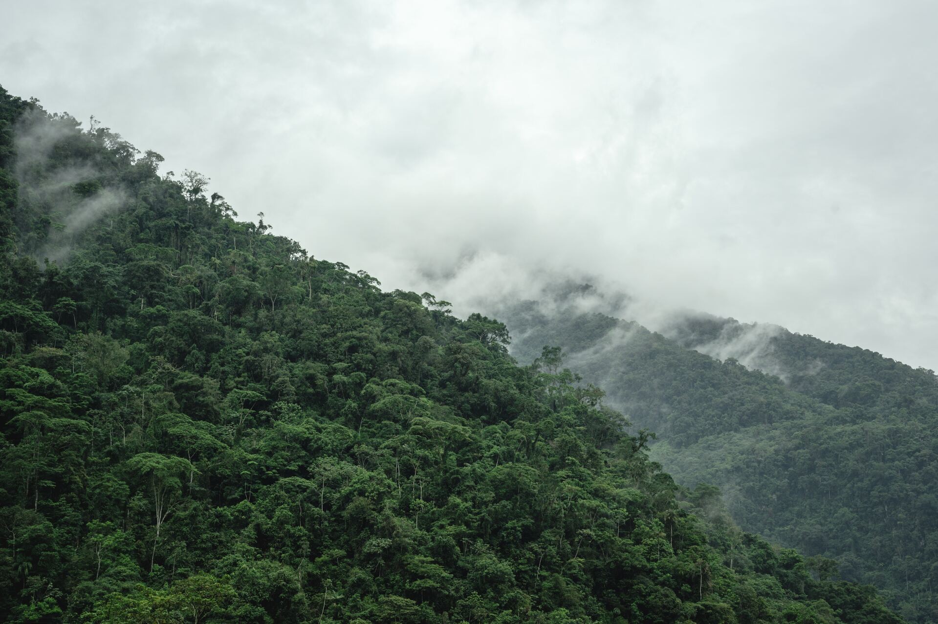 CLEANFOREST COST Action (@cleanforest@mastodon.green) - Mastodon.green