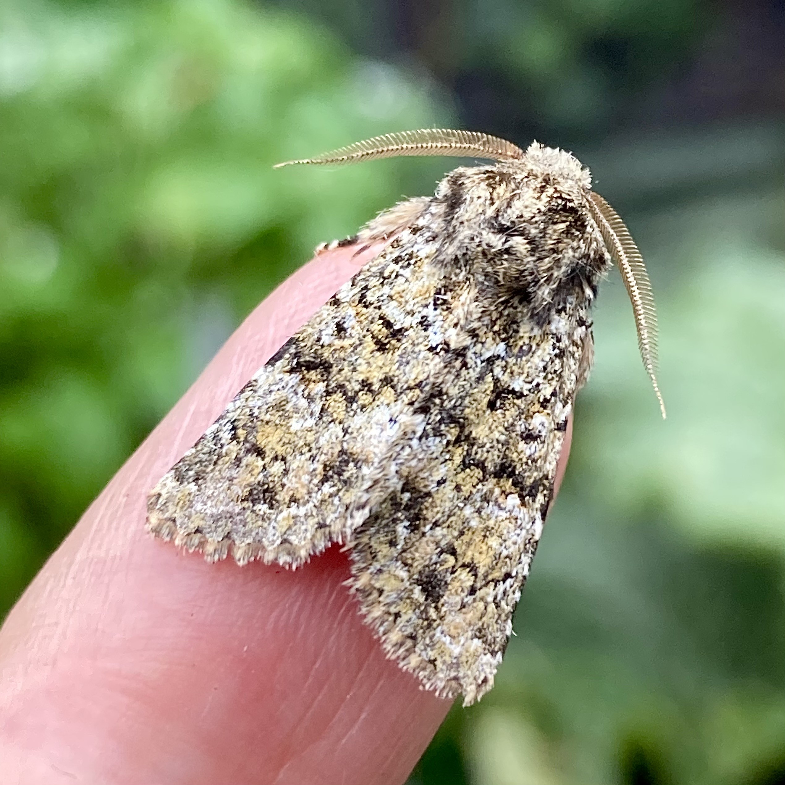feathered ranunculus