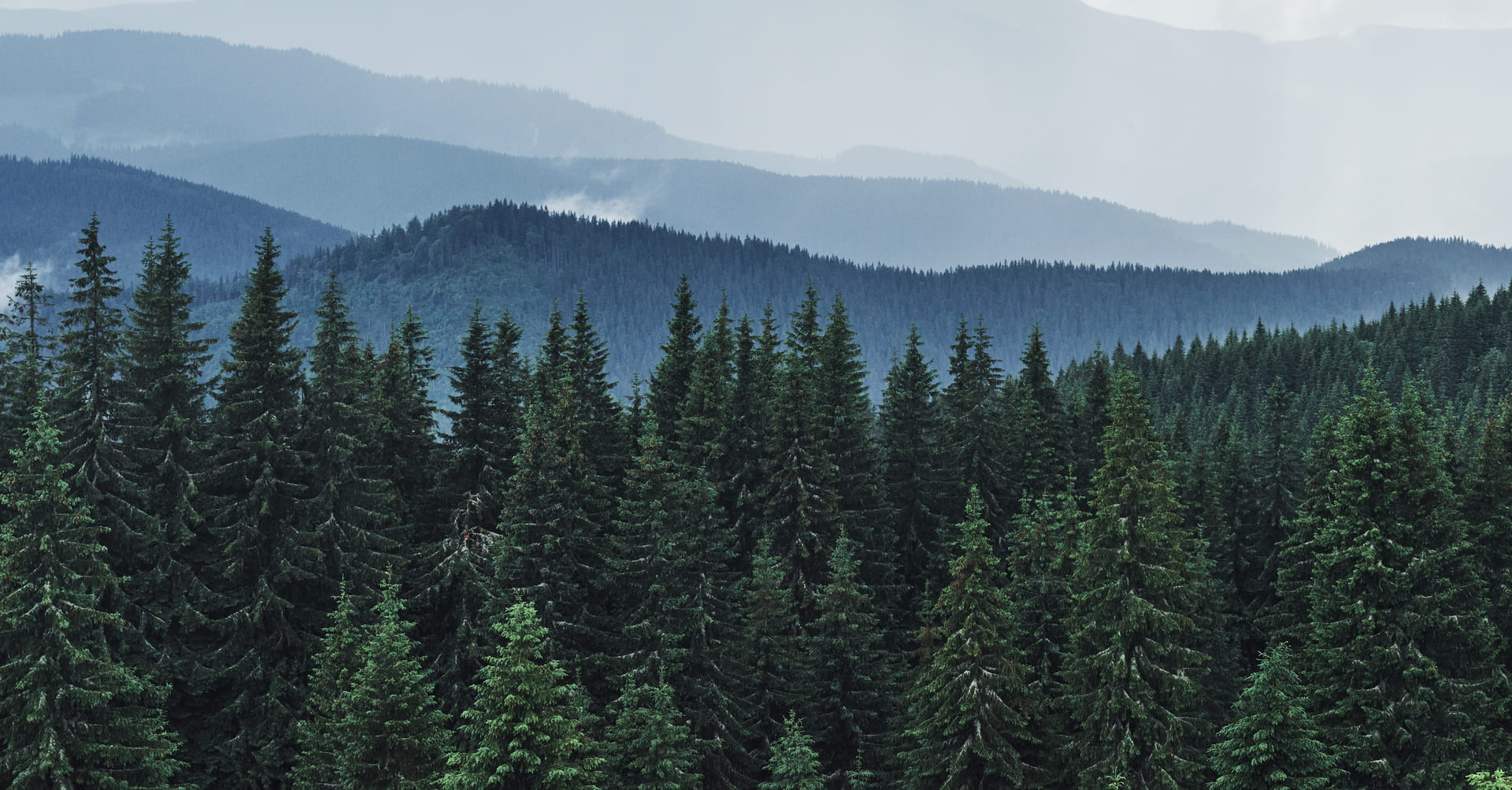 CLEANFOREST COST Action (@cleanforest@mastodon.green) - Mastodon.green